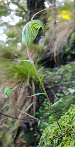 Ruud Kleinpaste: Orchids