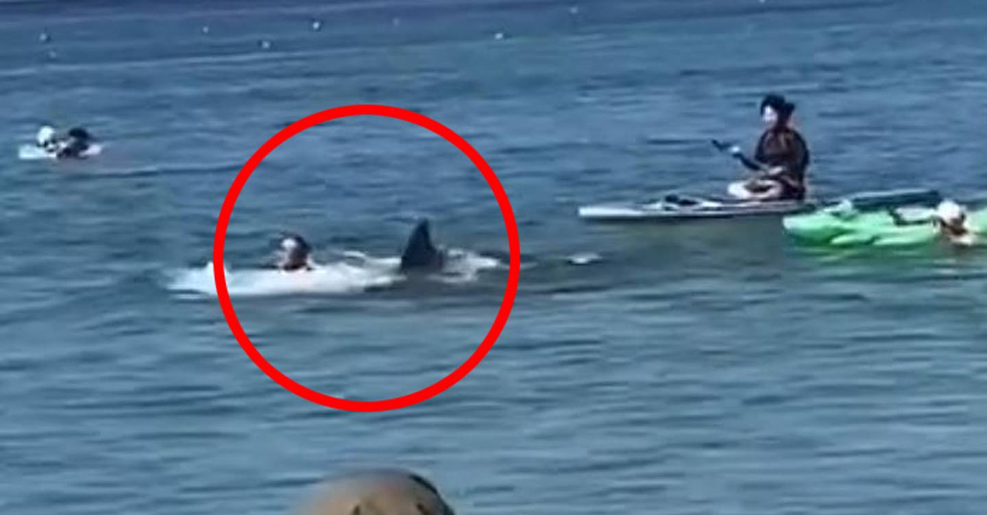 Watch: Dolphin attacks swimmers, breaks man's ribs