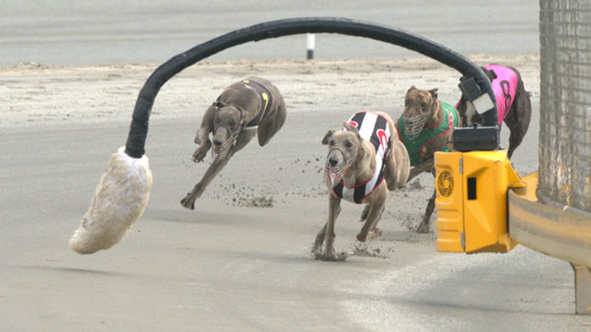 Greyhound Racing NZ fights back against Government plan for savings