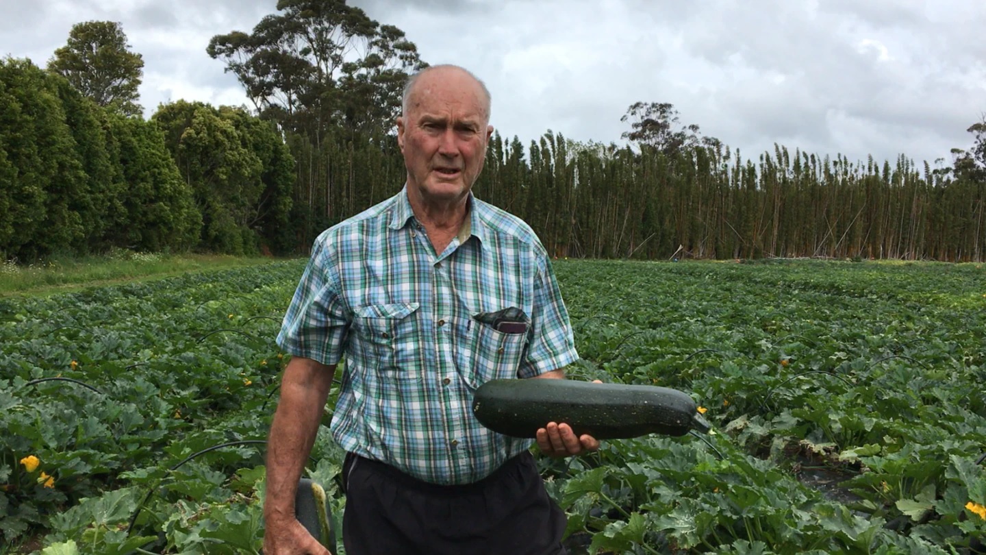 Northland courgette grower sells land after labour shortage 'shambles'
