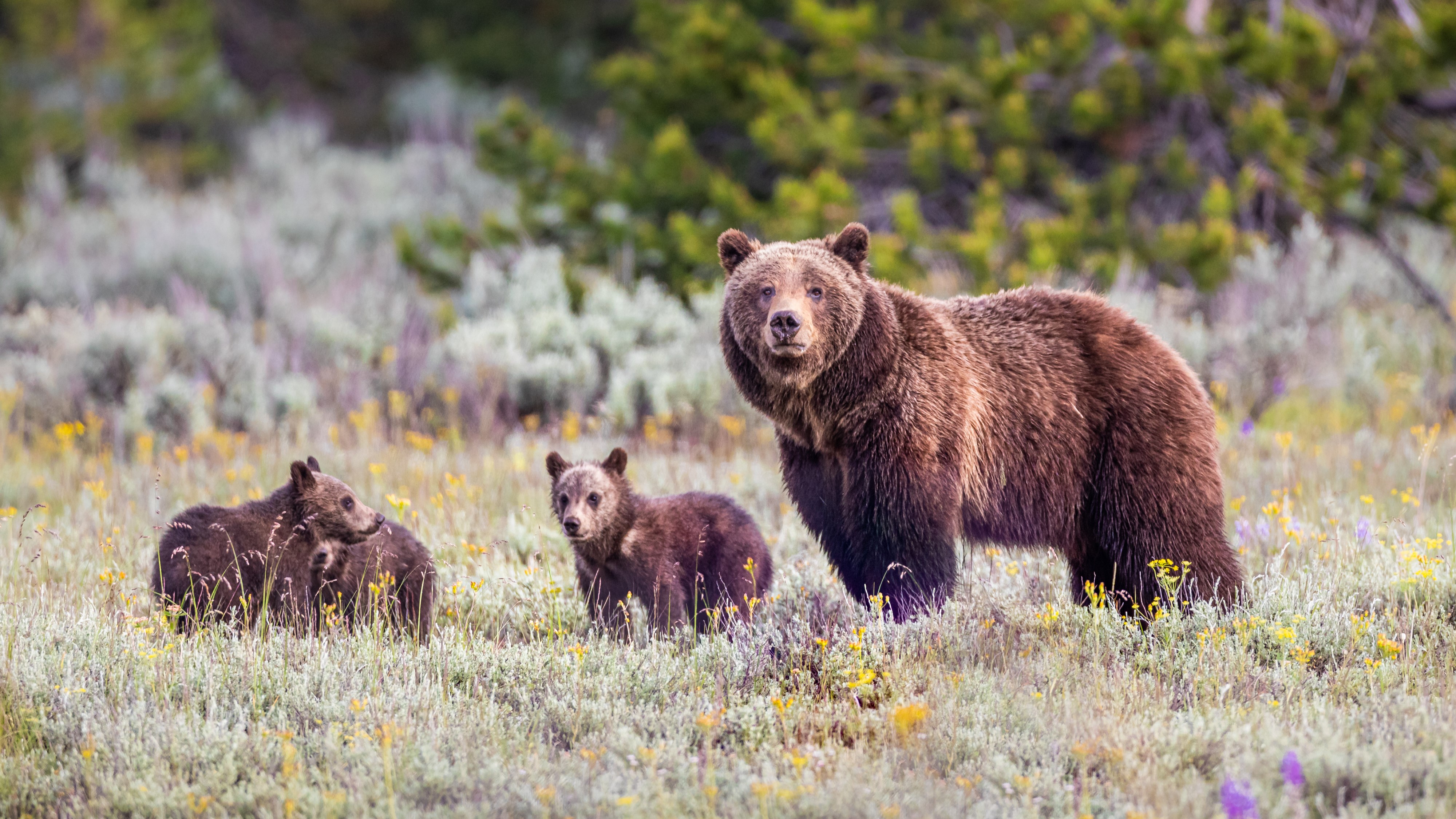 US Man Shayne Burke survives grizzly bear attack