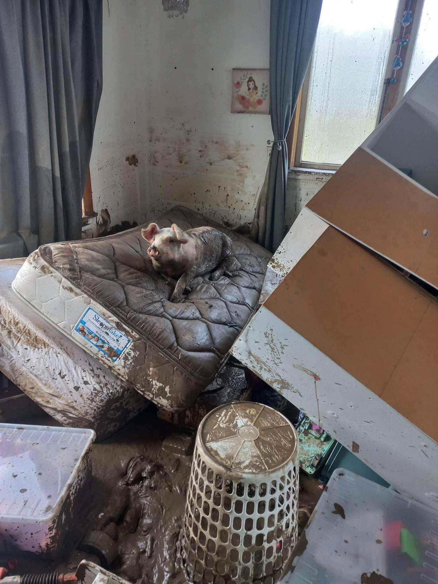 This little piggy went to bed, in a flooded muddy bedroom it's claimed ...