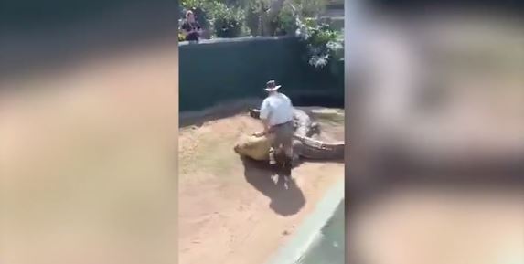 Shock as half-tonne croc turns on handler in live show