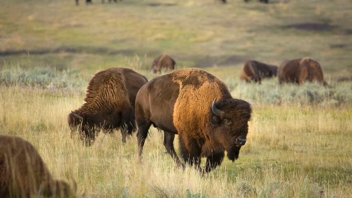 Tourist tossed over barrier by angry Bison in Yellowstone National Park